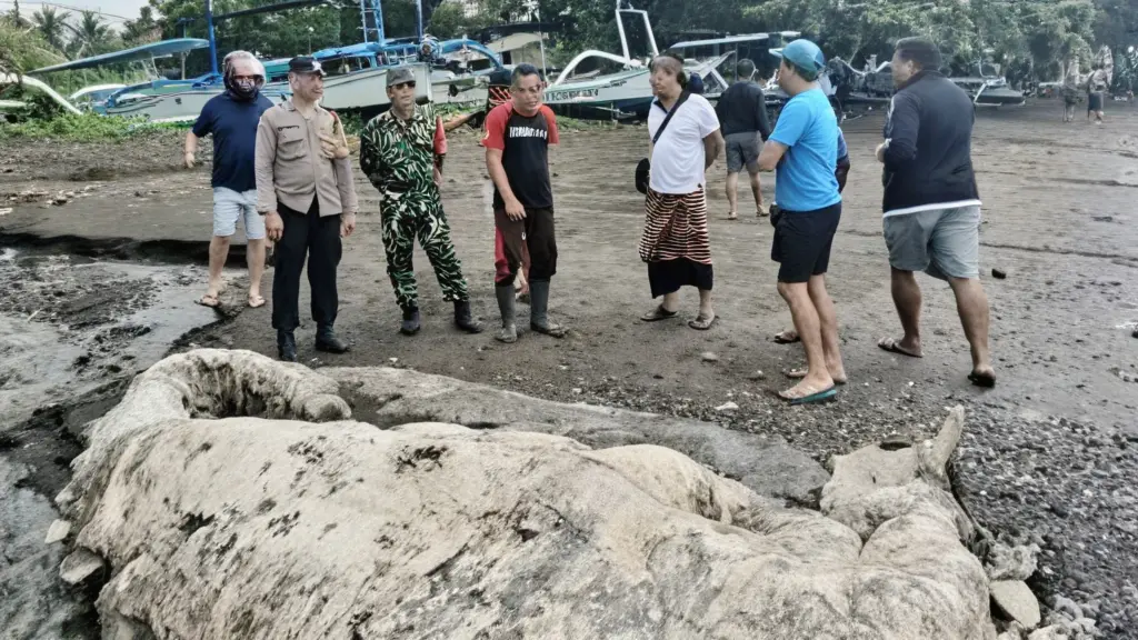 Decomposing Whale Found Stranded on Lovina Beach Amid Rough Sea ...