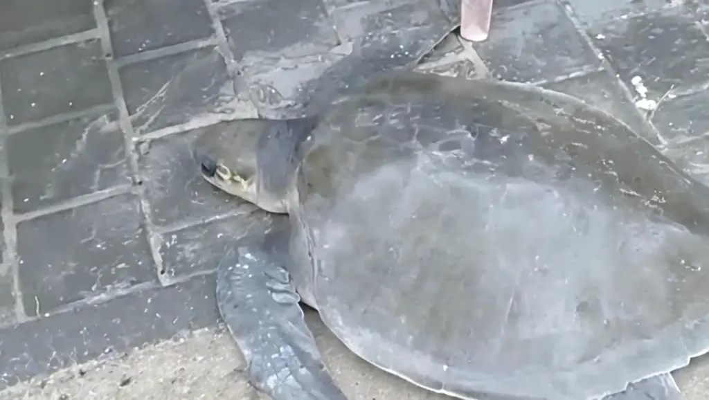 Olive Ridley Sea Turtle Found Stranded Alive on Kuta Beach - Dewata News